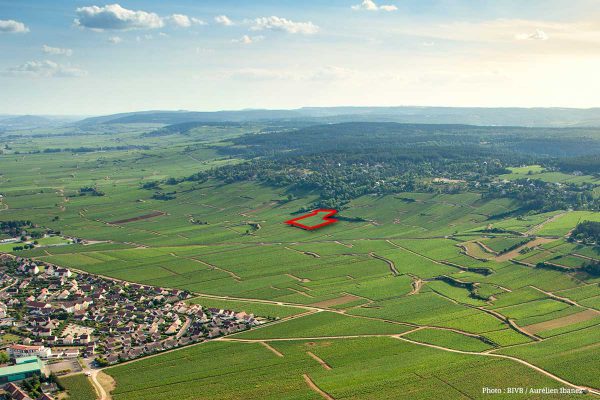 The wines - DOMAINE ALBERT MOROT